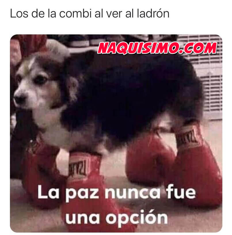 Los mejores memes del ratero de la combi. - Naquisimo